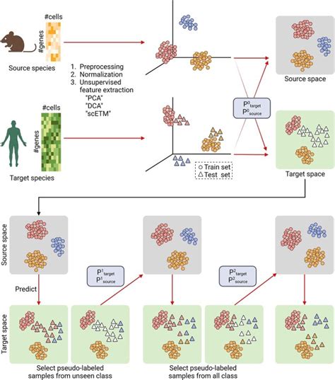 Species Agnostic Transfer Learning For Cross Species Transcriptomics Data Integration Without
