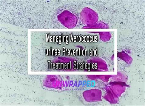 Managing Aerococcus Urinae Prevention And Treatment Strategies