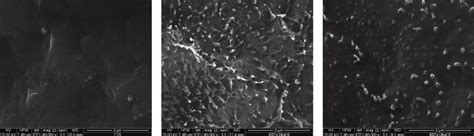 Sem Micrographs Of Fracture Surfaces Of Samples Containing 1 By Weight