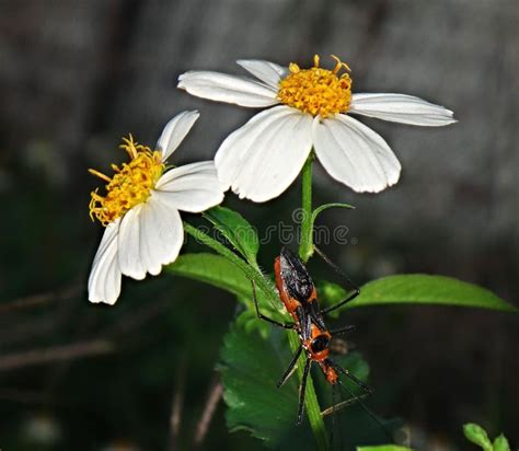Milkweed Assassin Bug Stock Image Image Of Creature 107555773