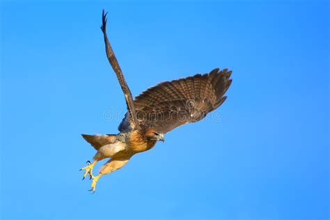 Red Tailed Hawk In Flight Stock Image Image Of Flight 45851857