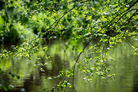 천천히 흐르는 숲 강의 물 위에 녹색 나무 잎을 클로즈업하여 태양 광선을 반사하여 보케 효과를 만듭니다 0명에 대한 스톡 사진 및 기타 이미지 Istock
