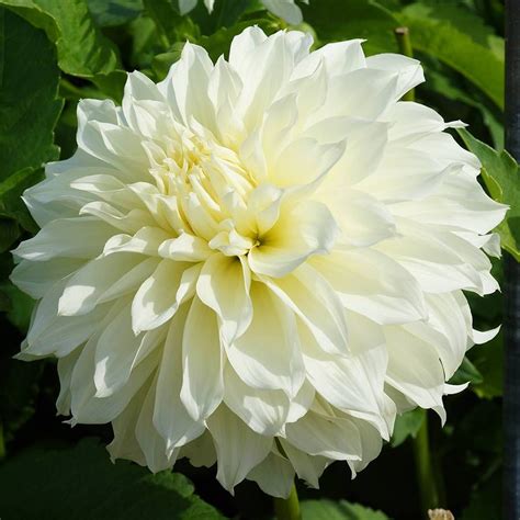 Dahlia Fleurel Bulb Jackson And Perkins