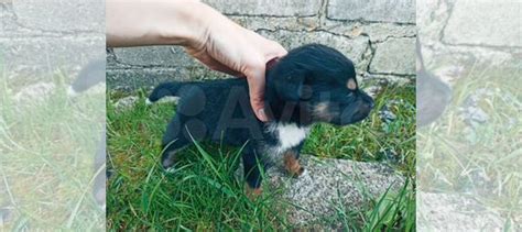 Щенки купить в Глинищево Животные и зоотовары Авито