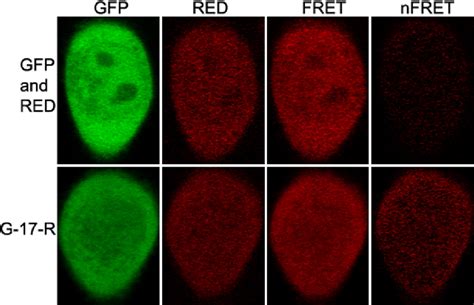 Laser Scanning Microscope Fluorescence Resonance Energy Transfer Images Download Scientific