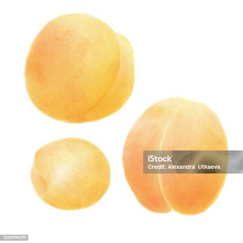 흰색 배경에 살구 오렌지 고립 된 과일의 수채화 일러스트 레이션 세트 0명에 대한 스톡 벡터 아트 및 기타 이미지 0명 개체 그룹 건강한 생활방식 Istock