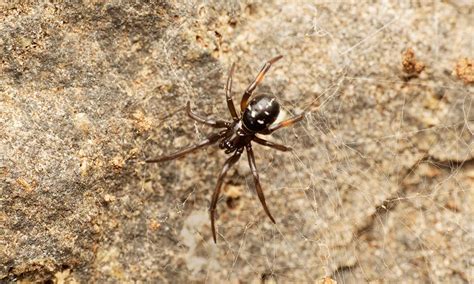 False Black Widow Spider Hearts Pest Management