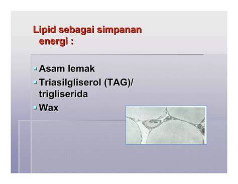 Lipid Ppt