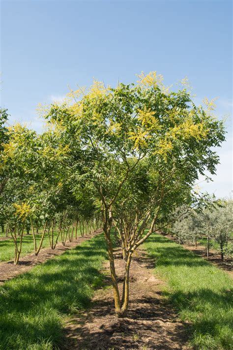 Koelreuteria Elegans Golden Rain Tree Flamegold Golden Rain Tree