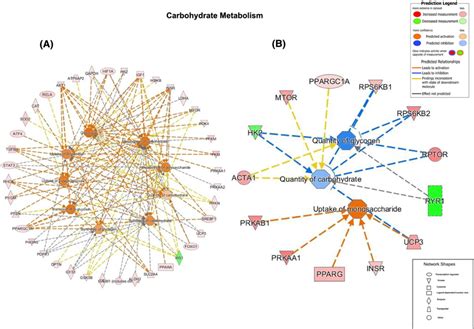Carbohydrate Metabolism Genes Differentially Regulated Muscle Mrnas