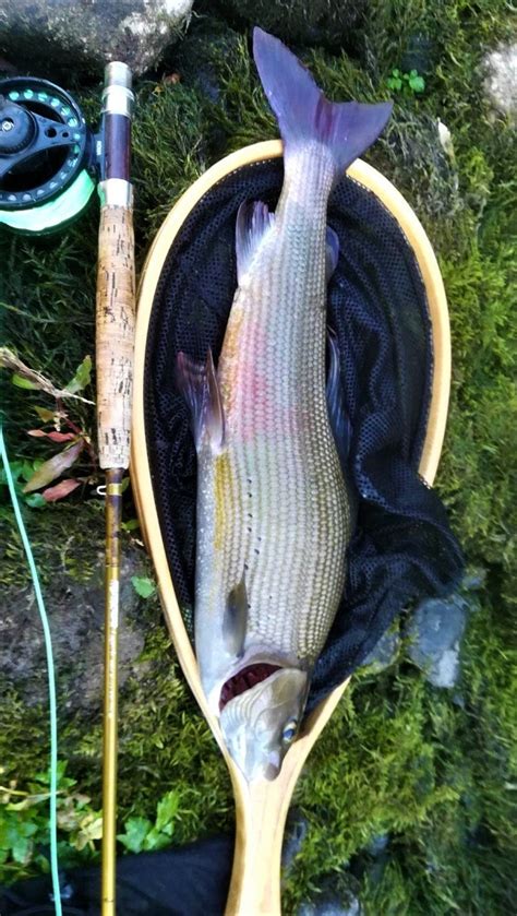 Lipljan 51cm Sa Drine Živojin Todorović List MuŠiČar