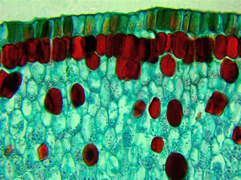 Nymphaea Of Aqustio 400x Light Microscope Smithsonian Photo Contest