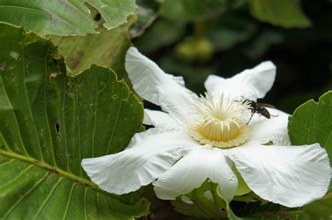 Dillenia Reifferscheidia Dilleniaceae