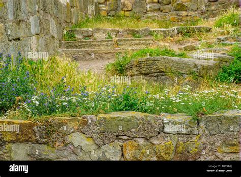 Grass Covered Wall Remains Mühlburg Castle One Of The So Called Drei