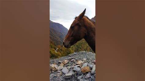 Saqartvelo🇬🇪 Tusheti აბანოს უღელტეხილი 9 ოქტომბერი 2024 Youtube