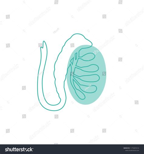Vector Isolated Illustration Male Reproductive System Stock Vector Royalty Free