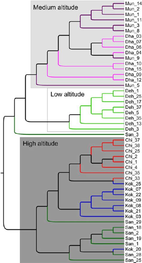 Majority Rule Consensus Tree Of 500 Un Rooted Nj Trees Genetic Download Scientific Diagram