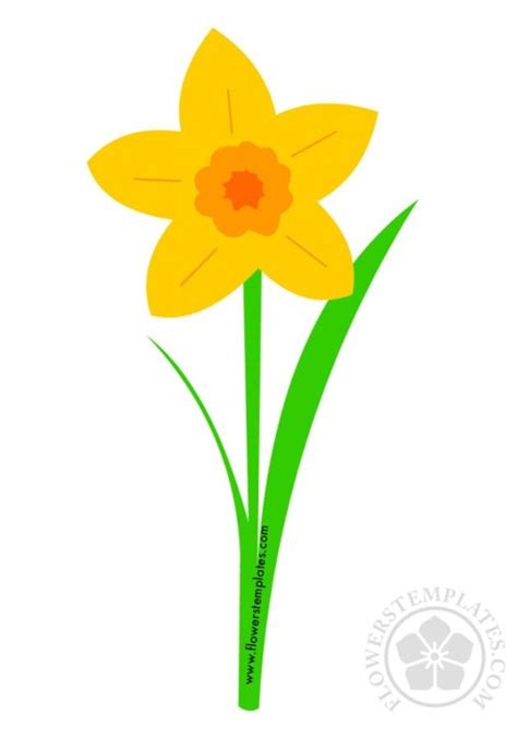 Daffodil Color Flowers Templates