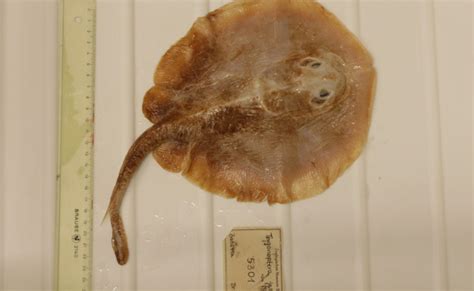 Fish Extinction First Ever Caused By Humans Inquirer Technology