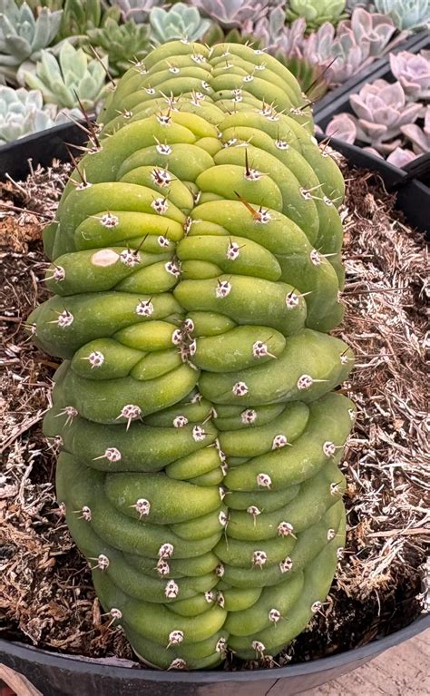 San Pedro Cactus For Sale Trichocereus Ec264 Exact Trichocereus