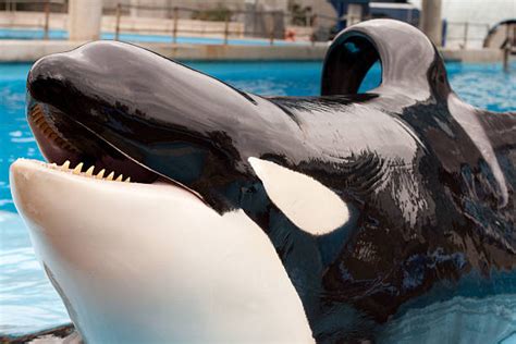 Orca Eye Did You Know That Orcas Can Be Identified Just By Their Eye
