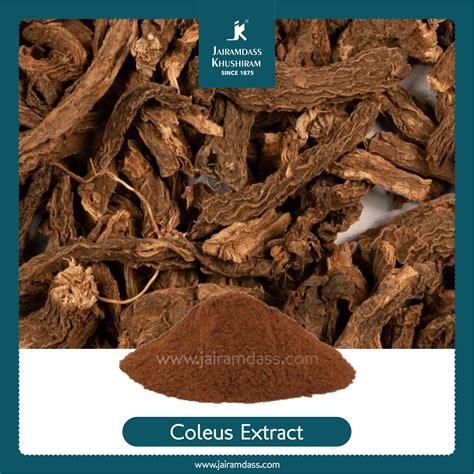 Coleus Forskohlii Extract Coleus Roots Extract Jk Botanicals