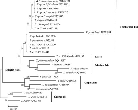 Maximum Likelihood Ml Phylogenetic Tree Constructed Based On The 18s