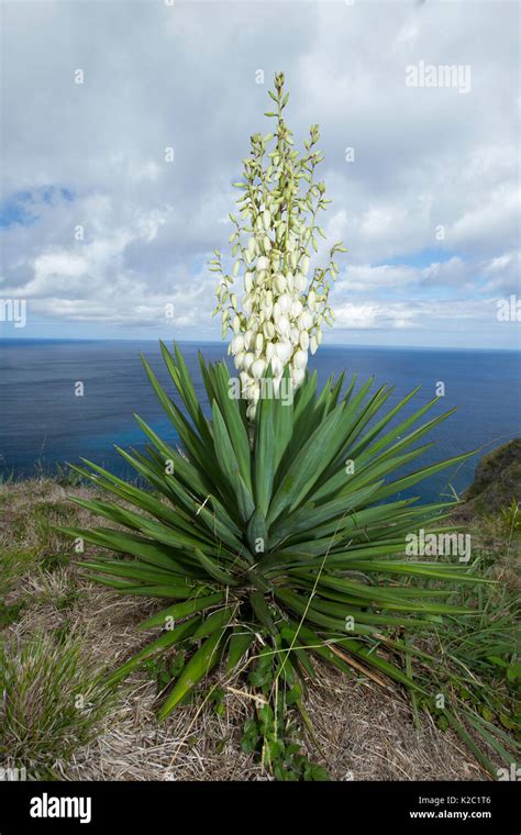 Spanish Bayonet Photo Of The Fruit Of Spanish Bayonet Yucca Aloifolia