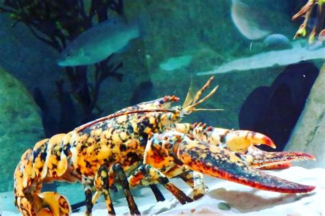 Top 8 Rarest Lobster Colors Ranked By Rarity