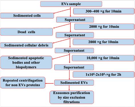 Exosome Extraction From Biological Fluids Shown Are Download