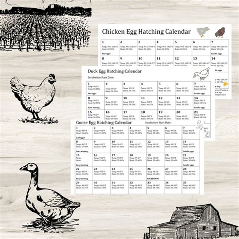 Printable Duck Egg Incubation Calendar Etsy