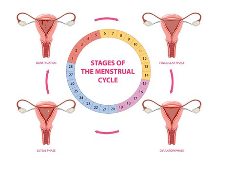 Phases Of The Menstrual Cycle And Ovulation Explained Pectiv