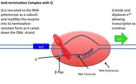 Lambda Phage Wikiwand