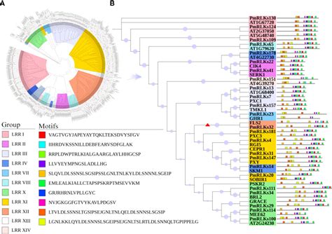 Frontiers Comprehensive Analysis Of Lrr Rlks And Key Gene Identification In Pinus Massoniana