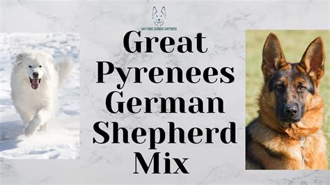 Great Pyrenees German Shepherd Mix Youtube
