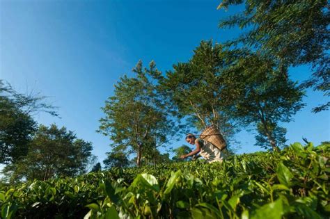 15 Famous Tea Gardens In Assam Oddessemania