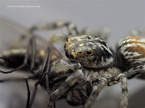 Jumping Spider Macro Images Small Sensor Photography By Thomas Stirr