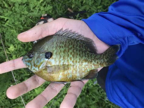 About Pumpkinseed X Bluegill Sunfish Maryland Biodiversity Project