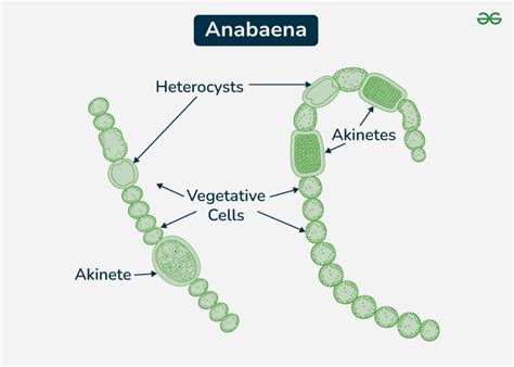 Anabaena Geeksforgeeks