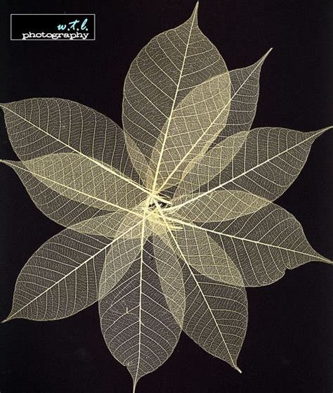 Leaves Leaves Against Black Background Leaves On Black Background A