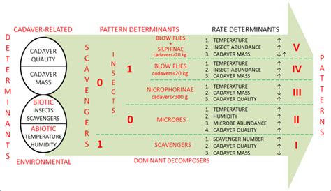 Determinants And General Patterns Of Cadaver Decomposition—synthesis