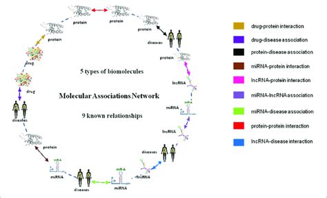 Construction Of Multi Molecular Network Download Scientific Diagram