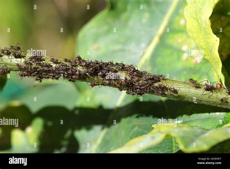 Many Variegated Oak Aphids Lachnus Roboris On A Young Stem Of An Oak