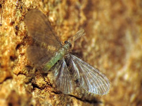 Neuroptera Características Y Ejemplos
