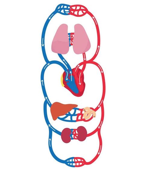 The Human Circulatory System Sistema Circulatorio Circulacion Mayor Circulacion Menor