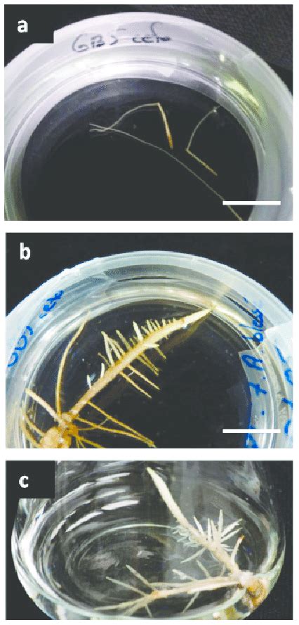 Observations Of The Different Phenotypes Of Roots Isolated A Roots Download Scientific