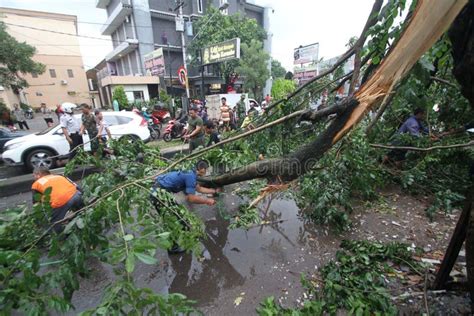 Fallen Tree Due To Hurricane Editorial Photo Image Of Officers Caused 72151111