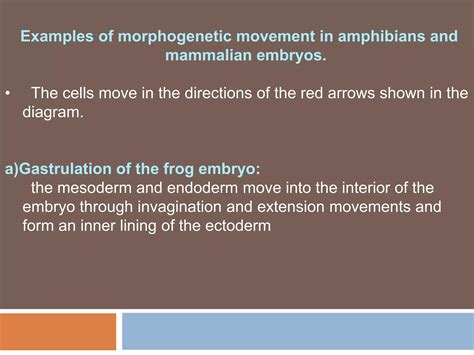 Morphogenetic Movements Developmental Biology Pptx