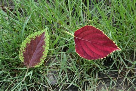 Premium Ai Image A Colored Leaf