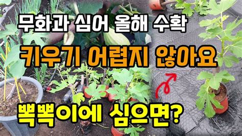 무화과모종 올해 심어 열매 수확해요 키우기 쉽고 무화과나무 뽁뽁이멀칭비닐에 심어보았습니다 Youtube